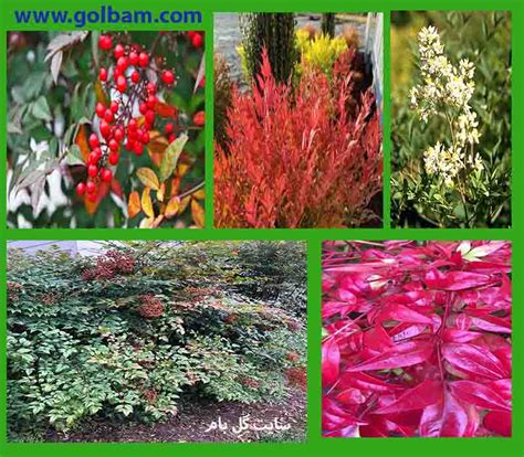 گل بام خرید ناندینا و معرفی انواع ناندینا