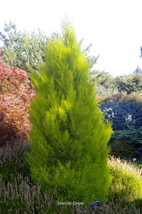 Wilma Goldcrest Monterey Cypress Cupressus Macrocarpa 60 Off