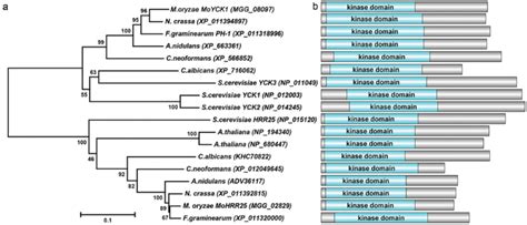 Phylogenetic Tree Analysis And Domain Prediction Among Casein Kinase
