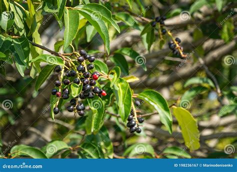 Close Up Red And Black Berries Of Evergreen Prunus Lusitanica Portugal