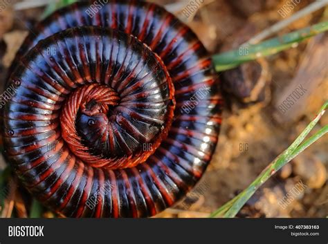 Centipede Legs Body Image And Photo Free Trial Bigstock