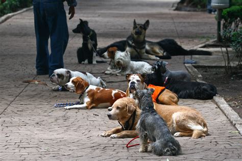 México Es El País Con Más Perros Callejeros Del Mundo