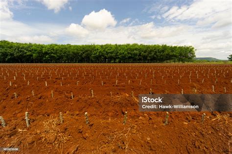 Cassava Planted In Unspoiled Jungles After Deforestation And Clearing