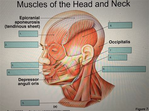 Lab Quiz 3 Head And Neck Diagram Quizlet