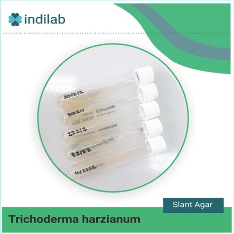 Jual Kultur Isolat Jamur Trichoderma Harzianum Shopee Indonesia