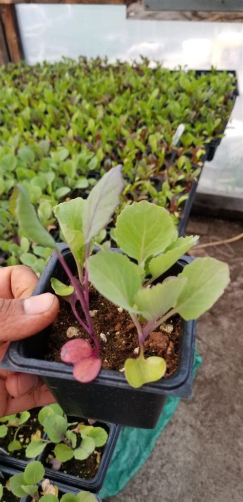 Cabbage Mix Plant Gaia Organics