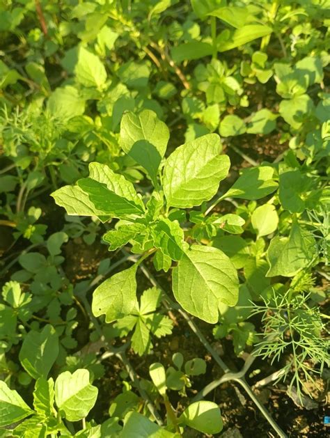 15 Common California Weeds And How To Identify Them
