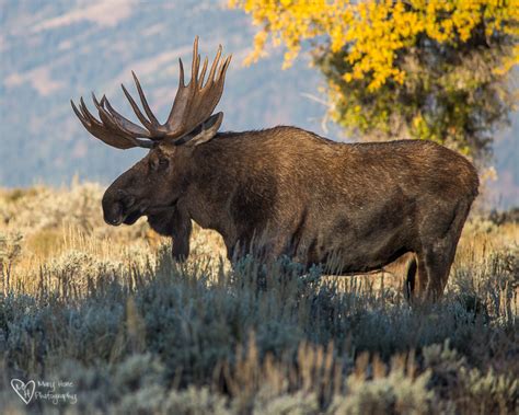 The Moose Mating Dance Tales From The Backroad