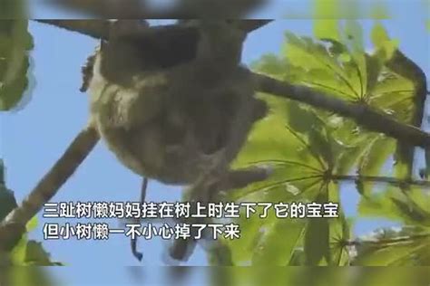 树懒妈妈挂在树上生宝宝，小树懒一不小心掉下来，幸好被脐带拉住