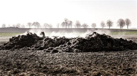Shellac And Food Glaze Gentle World