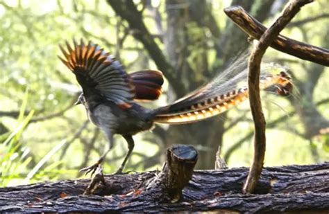 Lyrebird Description Habitat Image Diet And Interesting Facts