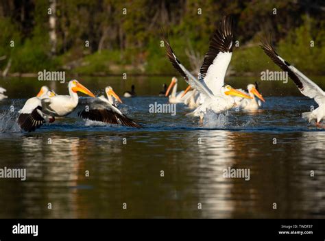 American White Pelican Pelecanus Erythrorhynchos At Crane Prairie