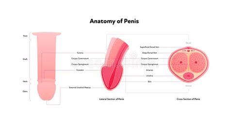 Human Reproductive System Inforgaphic Chart Vector Flat Healthcare