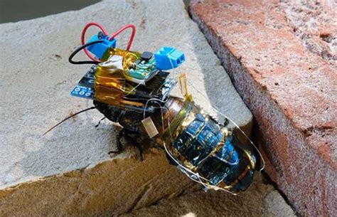 Cyborg Cockroach Solar Charged And Remote Controlled By Japans Riken Cpr