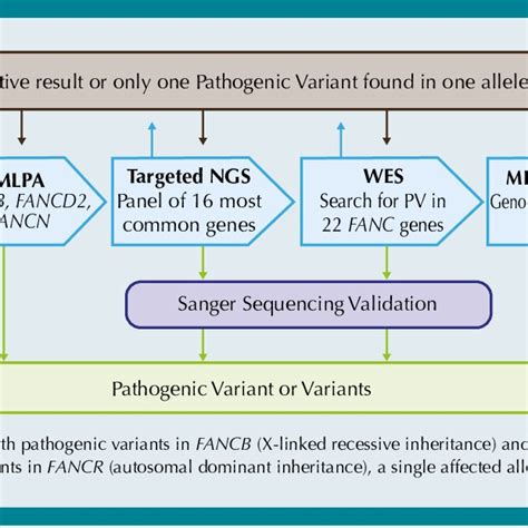 Algorithm For The Molecular Diagnosis Of Patients With Fanconi Anemia Download Scientific Diagram