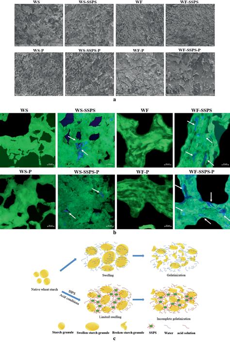 Sem Images A And Clsm Images B Of Wheat Starch And Wheat Flour With Download Scientific