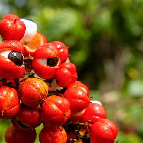 Guarana