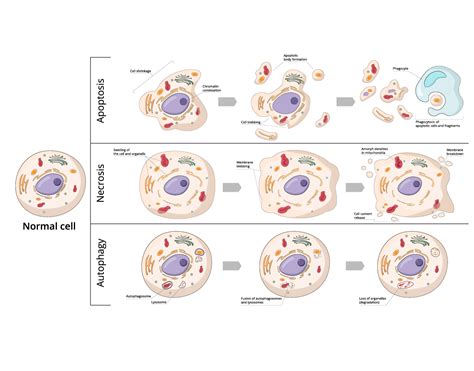 Neuron Cell Cycle Diagram Filecomplete Neuron Cell Diagram Ensvg