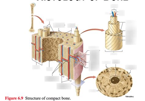 Structure Of Compact Bone Diagram Diagram Quizlet