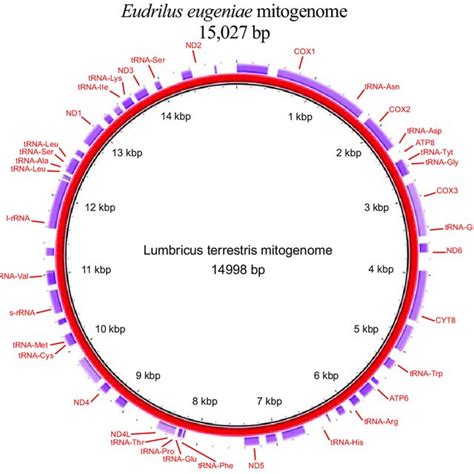 The Earthworm Eudrilus Eugeniae M Mouth C Clitellum A Anus A