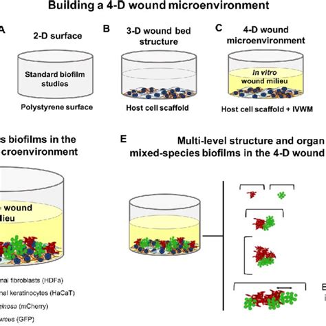 Building A 4 D Wound Microenvironment Consisting Of Mixed Species P
