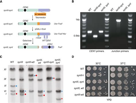 Synthetic Chromosome Fusion Effects On Mitotic And Meiotic Genome