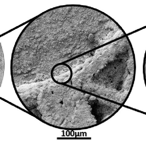 3d Printed Replica Of A Hierarchically Porous Leaf A And Insect Wing