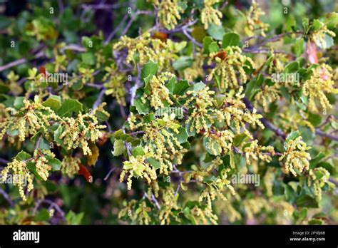 Cork Oak Tree Flowers