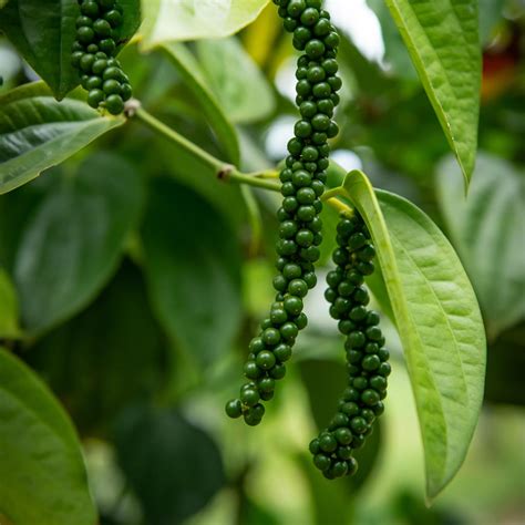 Piperine Extract Bos Natural Flavors