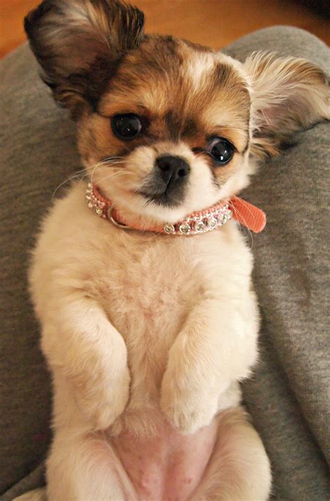 Shih Tzu Chihuahua Mix Dog Breed Overview
