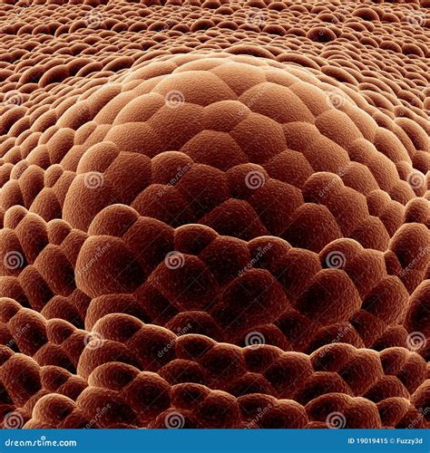 Cell Derma Stock Illustration Illustration Of Hormon 19019415