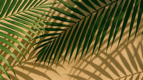 Palm Leaves Gently Overlapping With Sunlight Casting Geometric Shadows