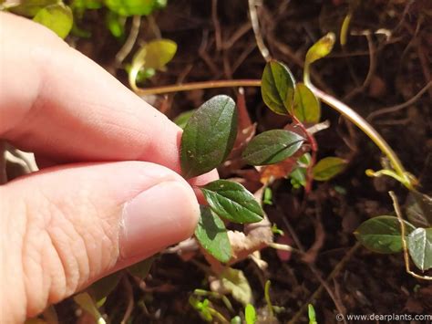 How To Grow Cotoneaster From Seed Page 2 Of 2 Dear Plants