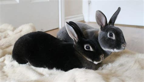 Mini Rex Rabbit Breed A Guide To Happy And Healthy Bunnies