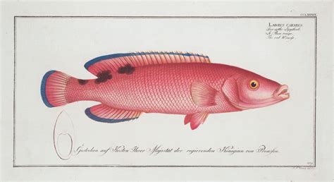 Labrus Carneus The Red Wrasse Artvee