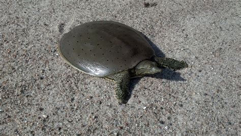 Spiny Softshell Turtle Apalone Spinifera Reptiles And Amphibians Of