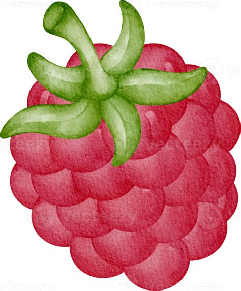 Watercolor Fruit Raspberry 36908629 Png