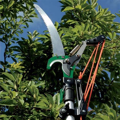 Tree Trimmer And Pruner Job Description At Olivia Quinn Blog
