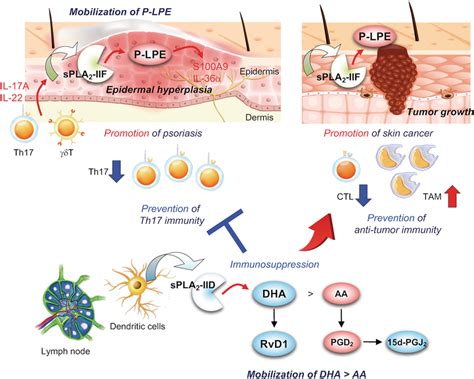 Roles Of Spla2s In Skin Pathology During Psoriasis Spla2‐iif Is