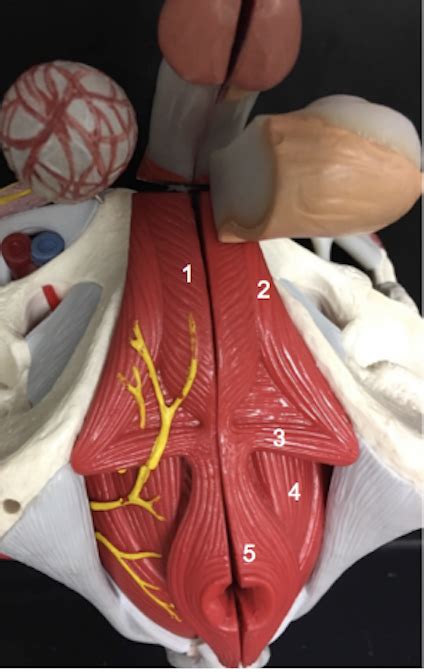 Male Perineal Muscles Diagram Quizlet