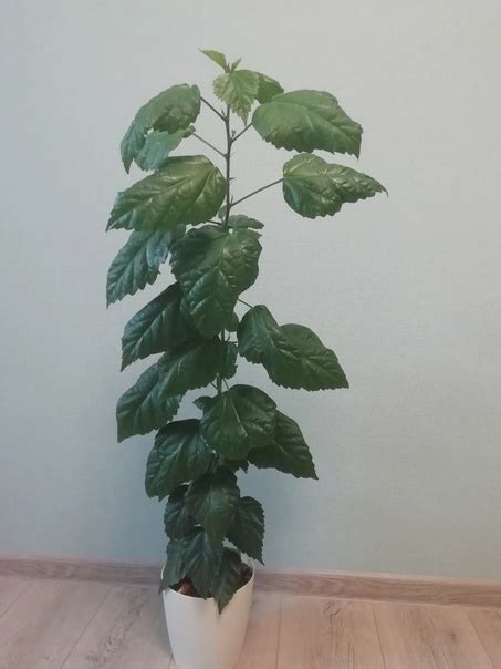 Продам гибискус махровый красный. На 1 фото у растения верхушка не ...