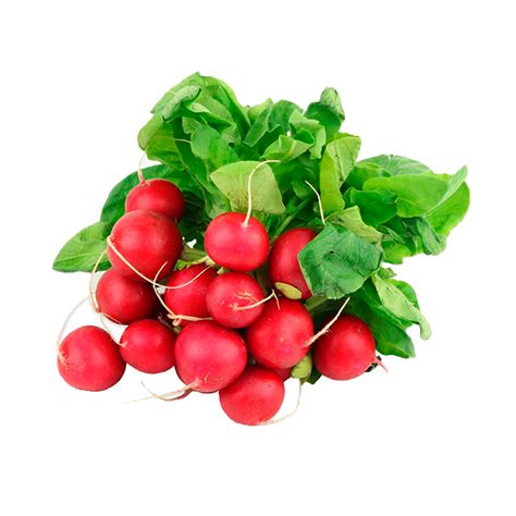 Rabano Local Grupo Alimenticio Vida