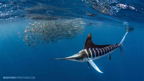 Marlin Fish