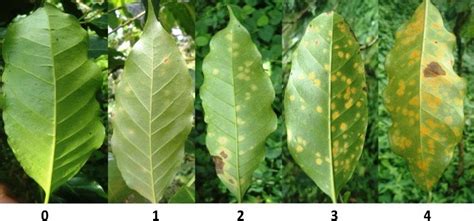 Coffee Leaf Rust Dataset Ieee Dataport