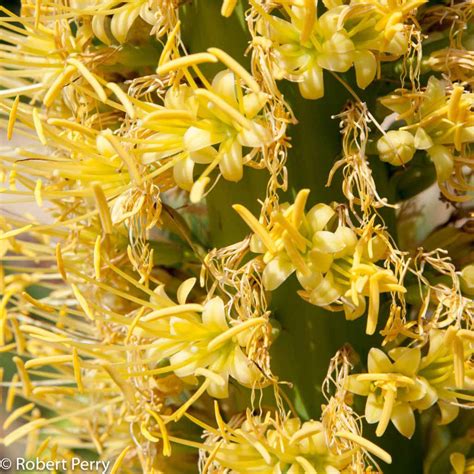 Octopus Agave Waterwise Garden Planner