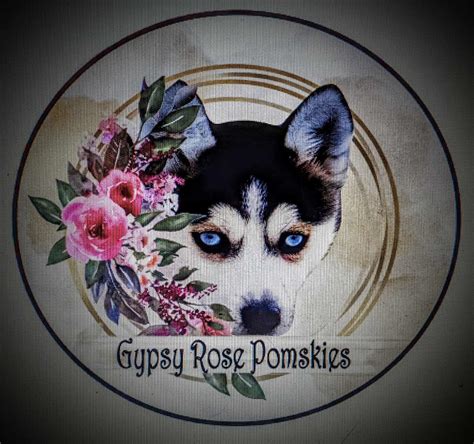 Gypsy Rose Pomskies Pomsky Owners Association Member