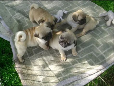 Štěňata Mopse S Pp České Budějovice 1 část České Budějovice Prodám Chovzvířat Cz