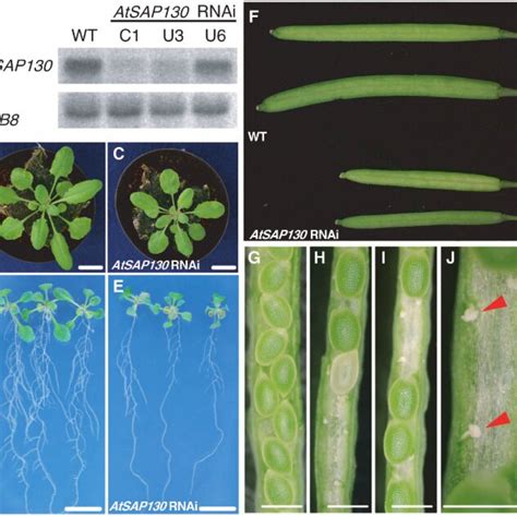 Pollen Phenotype In Atsap130 Rnai Plants A F Alexanders Staining