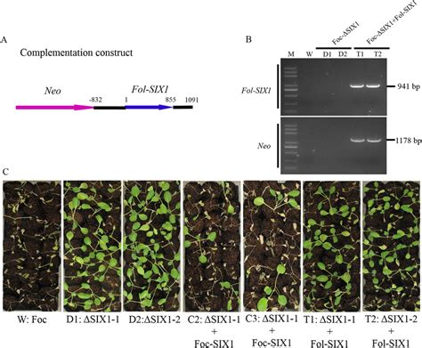 Construction Verification And Virulence Analysis Of Transformants Download Scientific Diagram