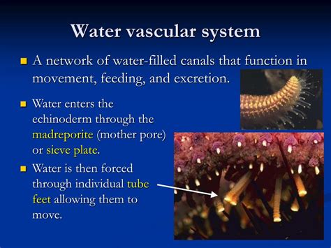 Ppt Echinoderms Powerpoint Presentation Free Download Id2137511 Ppt Echinoderms Powerpoint Presentation Free Download Id2137511